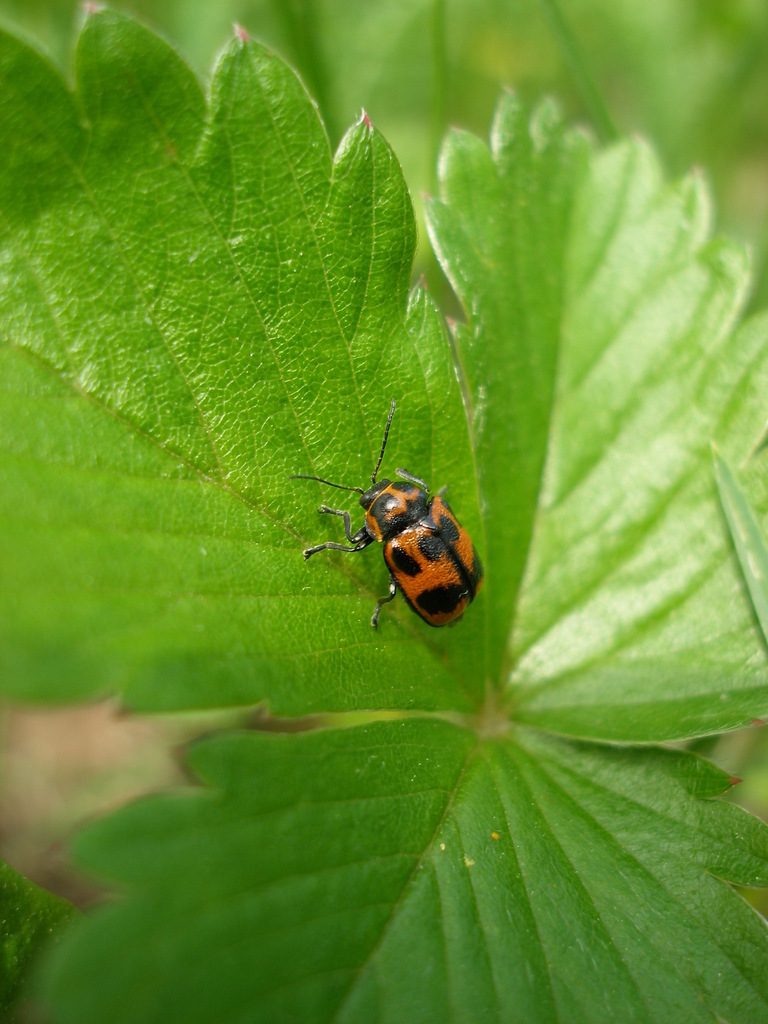 six-spotted pot beetle from Валуйский р-н, Белгородская обл., Россия on ...