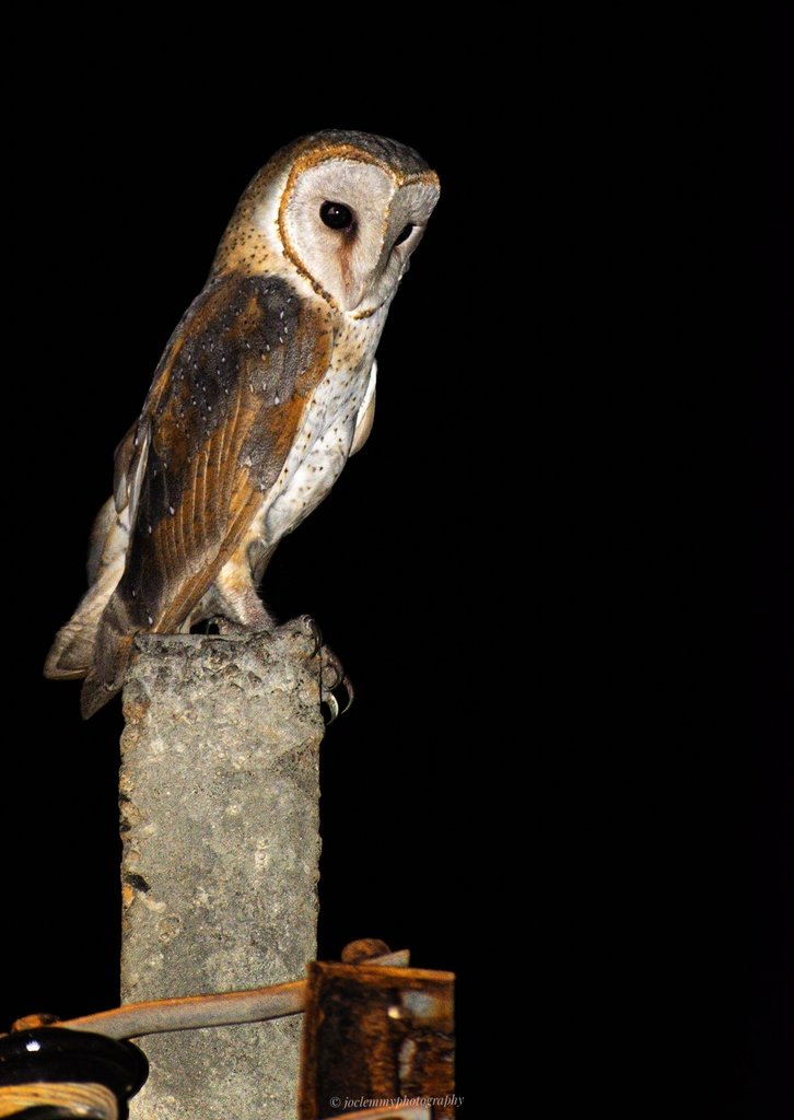 Barn Owl from Pallithottam, Thamarakulam, Kollam, Kerala, India on ...