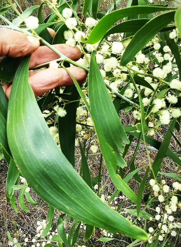 Lightwood from Mount Marsden NSW 2849, Australia on January 9, 2024 at ...