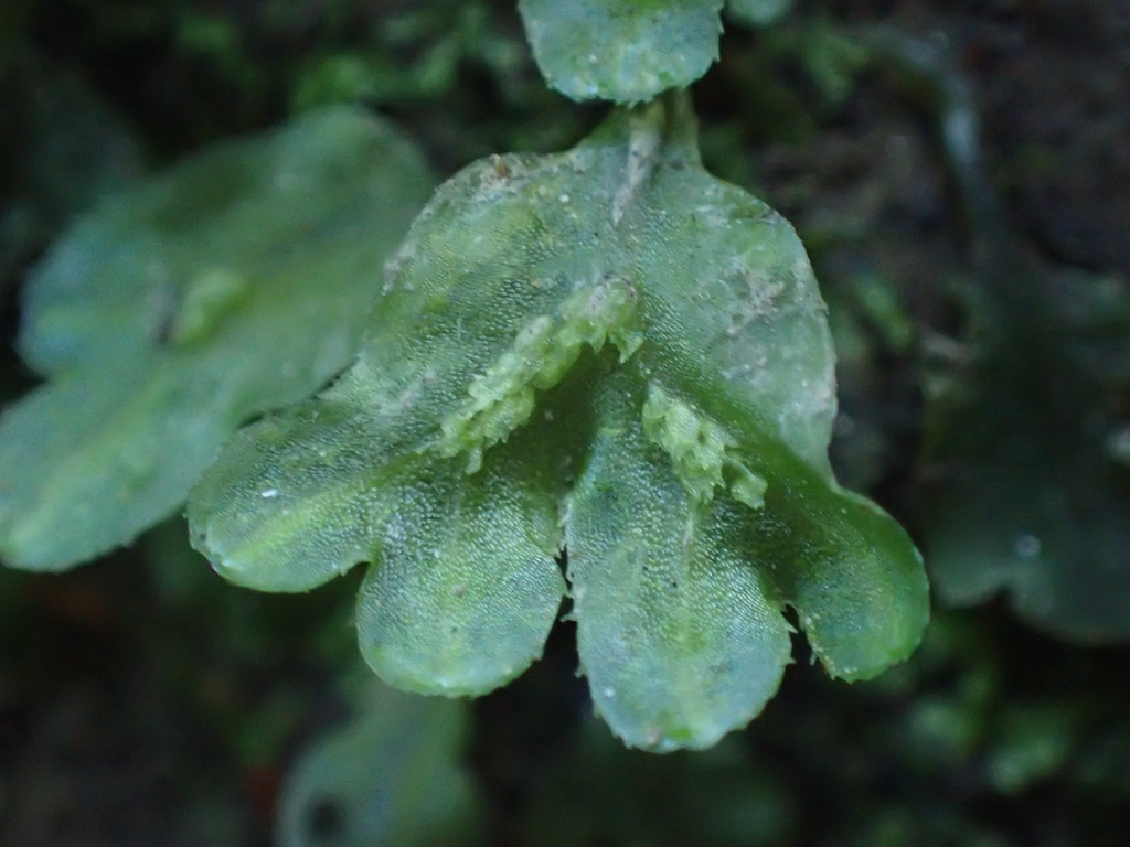 Symphyogyna hymenophyllum from Titirangi, Auckland 0604, New Zealand on ...