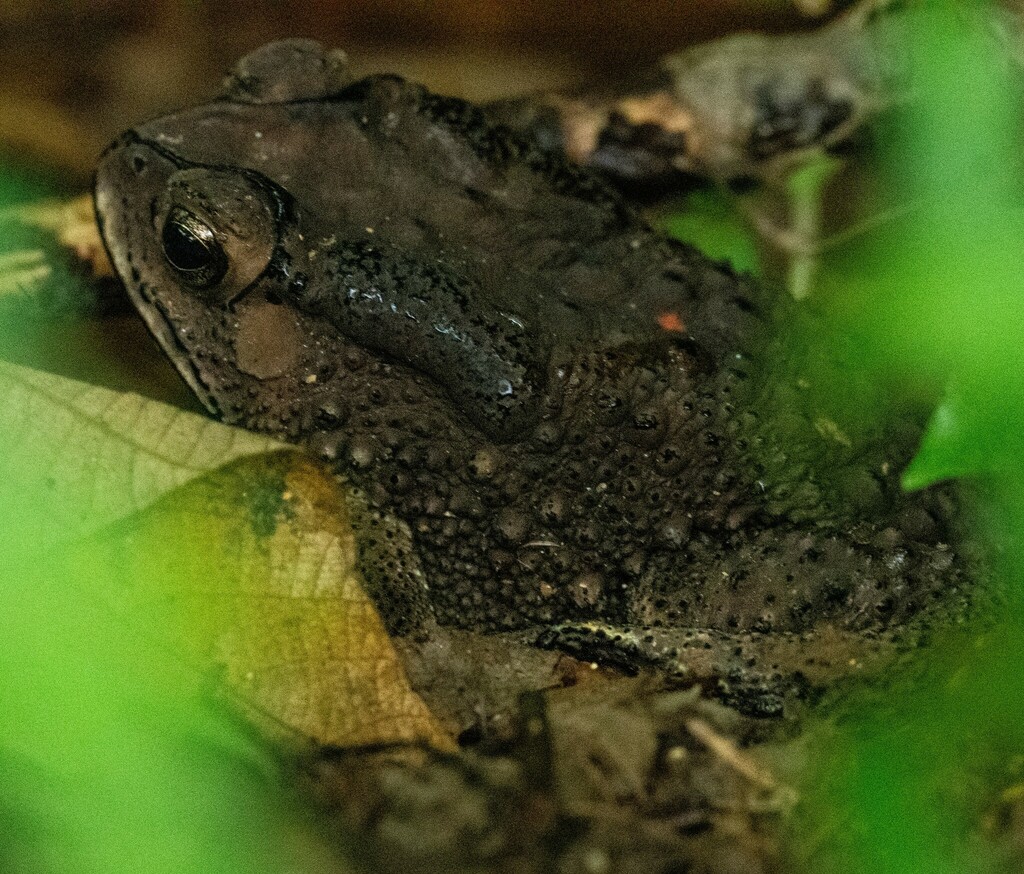 Asian Common Toad from Muang Phuket, TH-PU, TH on July 5, 2022 at 09:01 ...