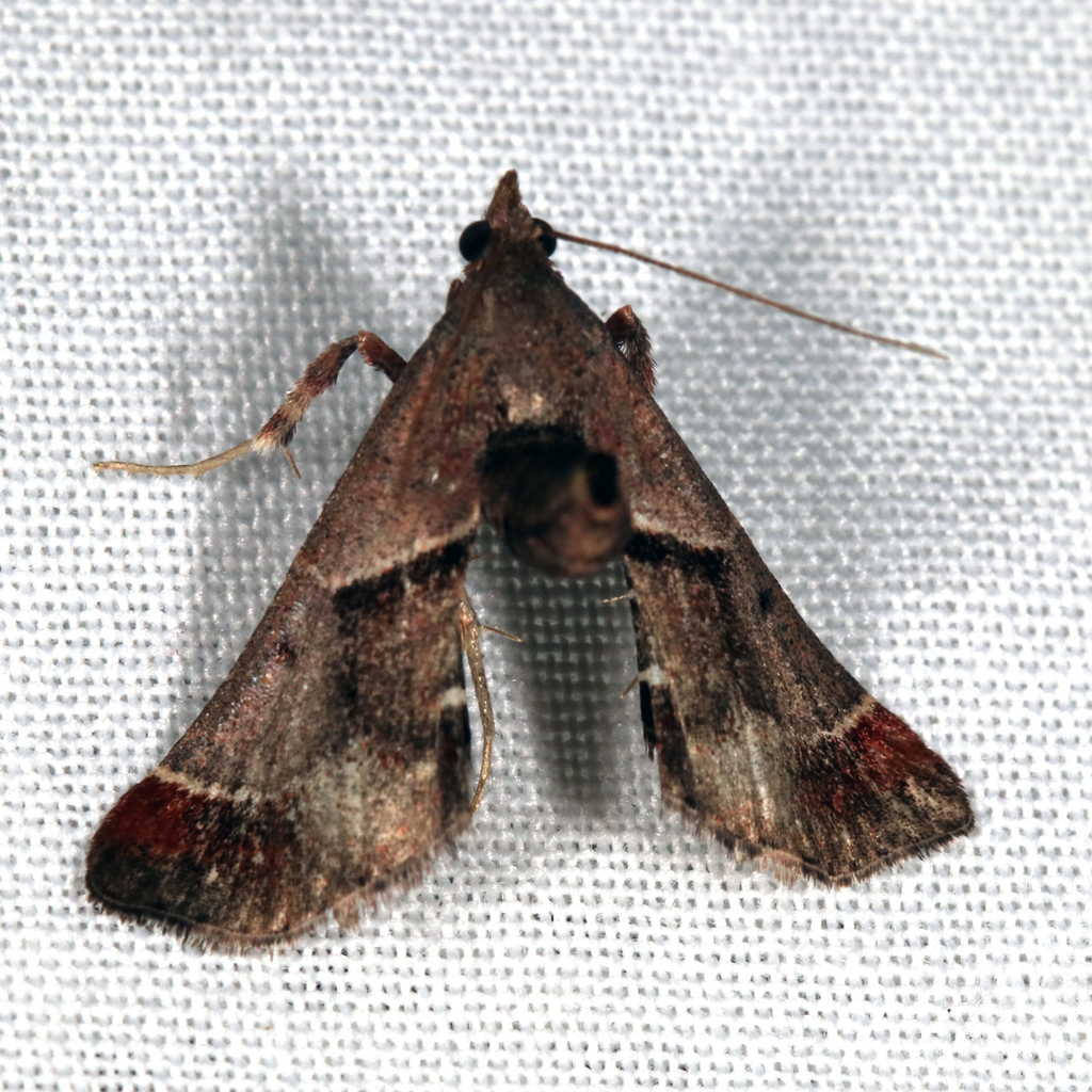 Wattle Gall Moth from Mount Egerton VIC 3352, Australia on January 10 ...
