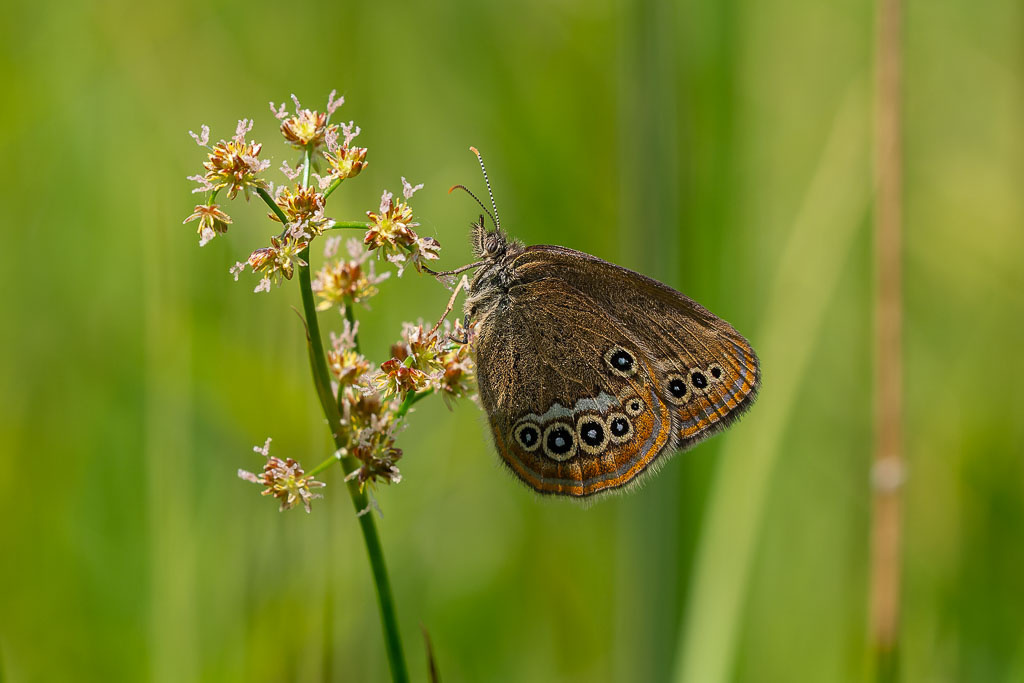 False Ringlet in June 2023 by Yves Durivault · iNaturalist