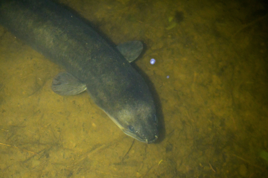 New Zealand Longfin Eel in November 2023 by Christopher Stephens ...