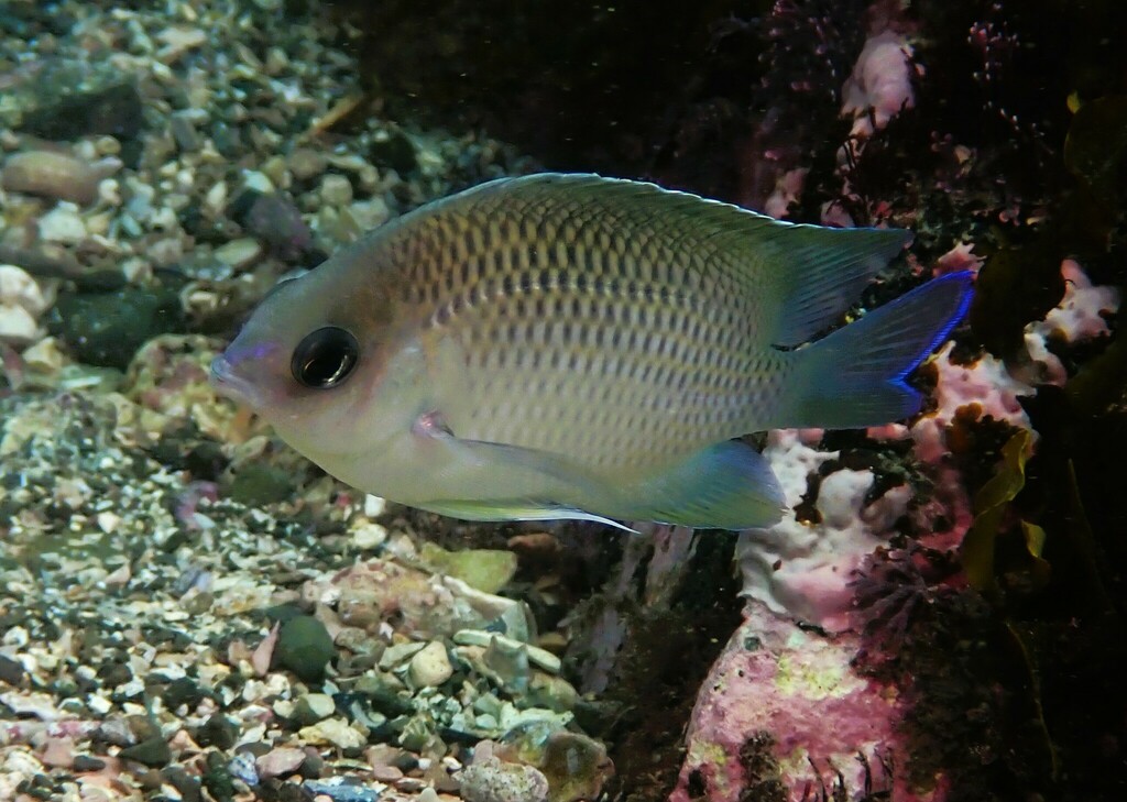 Immaculate Damsel from Bushrangers Bay, Bass Point Tourist Rd, Shell ...