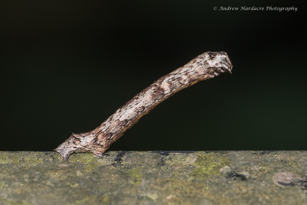Burmese Engrailed Moth (Common Caterpillars of Hong Kong) · iNaturalist