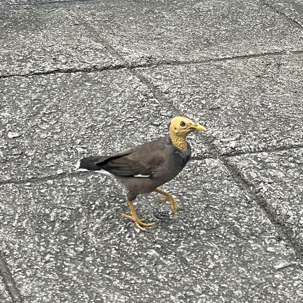 Common Indian Myna from Pradit Uthit Rd., Tamot, Phatthalung, TH on ...