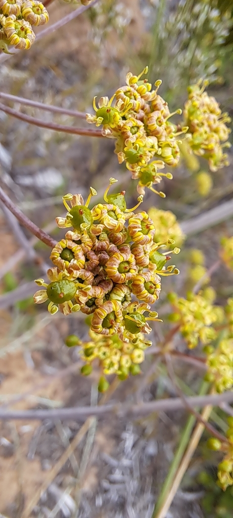 Apioideae from Hessequa Local Municipality, South Africa on January 10 ...
