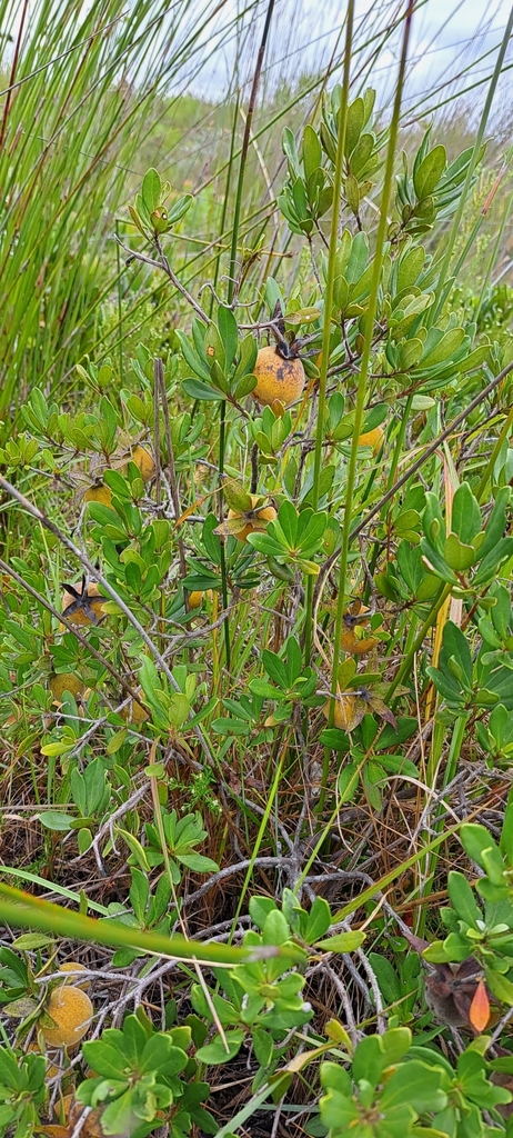 persimmons from Hessequa Local Municipality, South Africa on January 10 ...