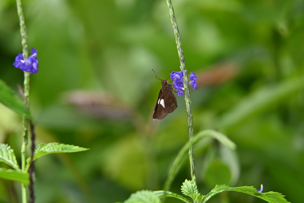 common banded demon from Ranau, Sabah, Malaysia on January 9, 2024 at ...