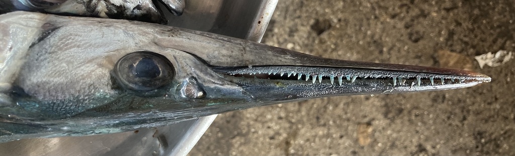 Houndfish from Grande Comore, Komorerna, KM on January 11, 2024 at 08: ...