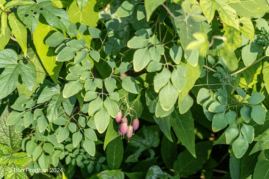 plants from Takdah, West Bengal, India on January 7, 2024 at 02:37 PM ...