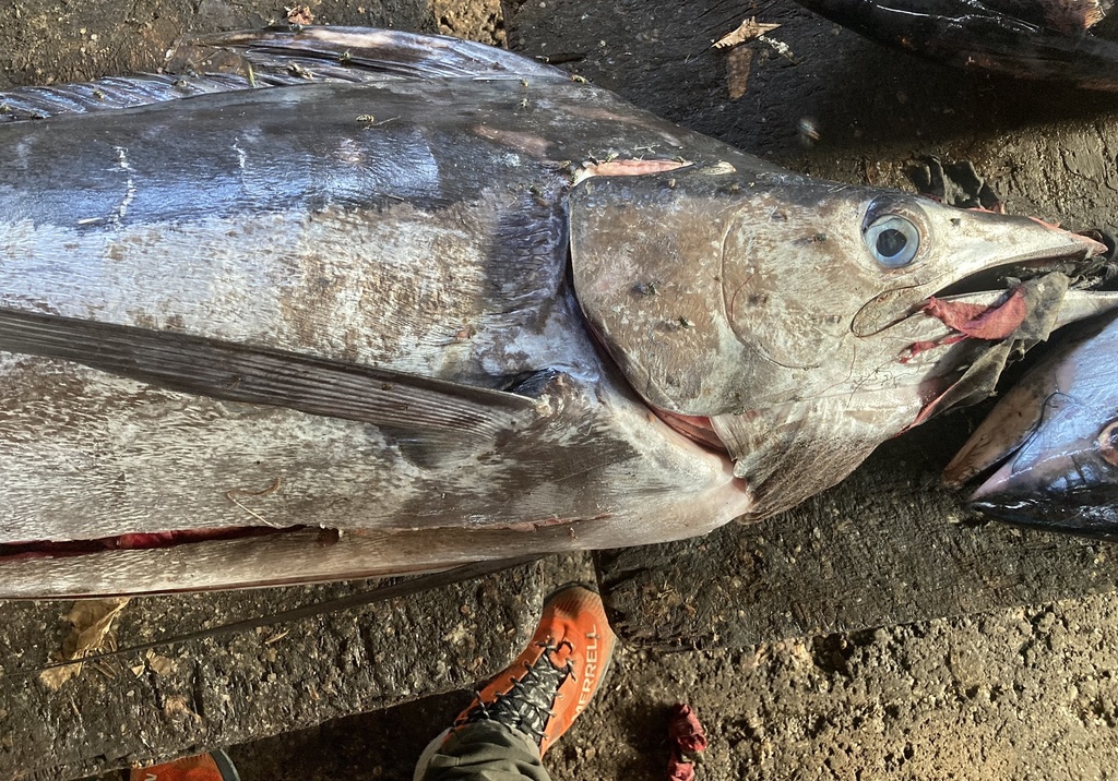 Billfishes from Grande Comore, Komorerna, KM on January 11, 2024 at 06: ...