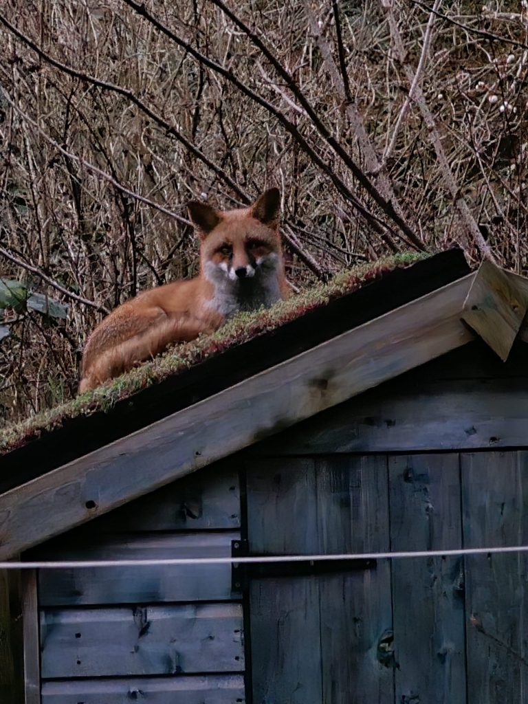 Red Fox from Prestwich, Manchester, UK on January 10, 2024 by ...
