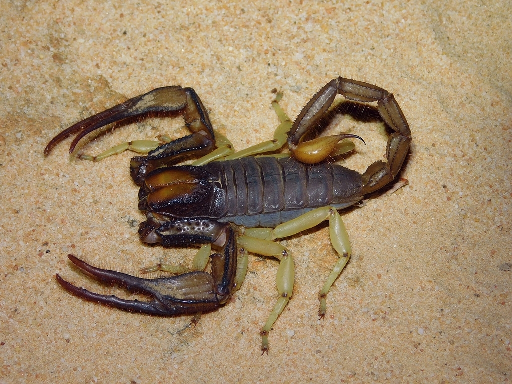 Namaqua Burrowing Scorpion from Cape Winelands District Municipality ...