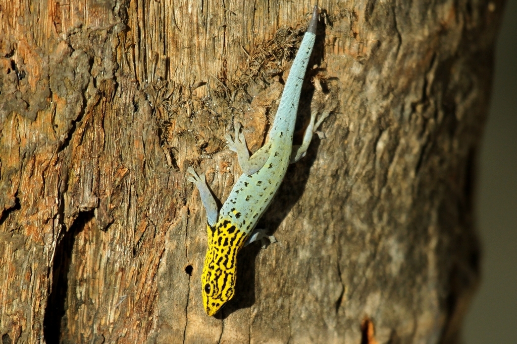 Painted Dwarf Gecko from Kaskazini A, Tanzánie on June 10, 2018 at 06: ...