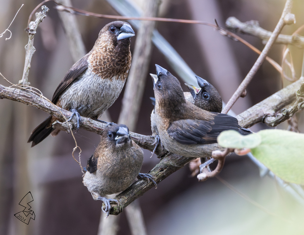 White-rumped Munia from 中国浙江省宁波市奉化区 on December 3, 2023 at 02:20 PM by ...