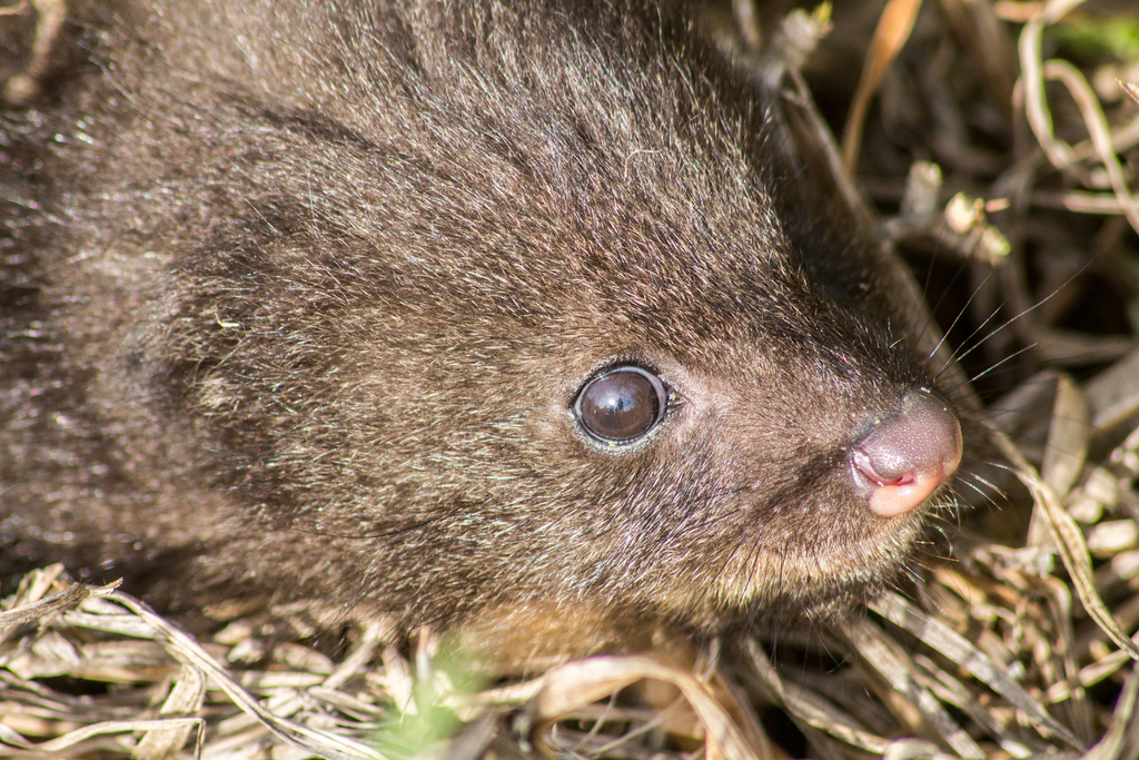 Marsh Mongoose from Bloubergstrand, Cape Town, 7441, South Africa on ...