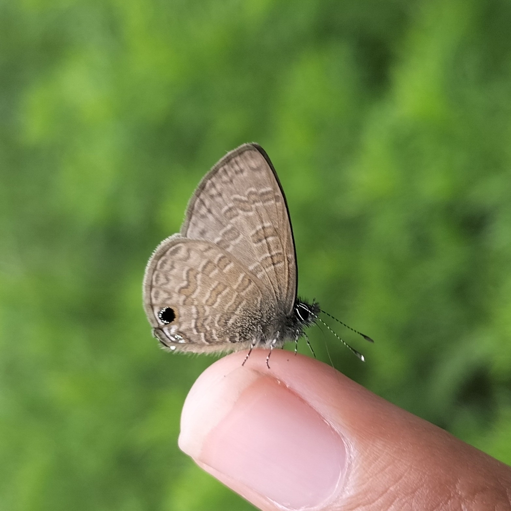 Common Line Blue from 8G7F+F8 Camp area Beringin kembar. PLD, Hutan ...