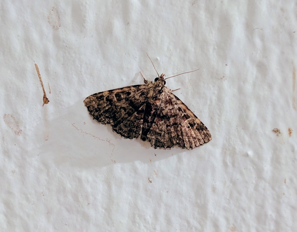 Maguda santubong from 28750 Bentong, Pahang, Malaysia on August 22 ...