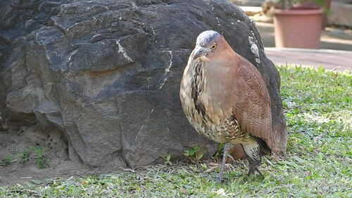 Observations by yu_tzu-ying · iNaturalist