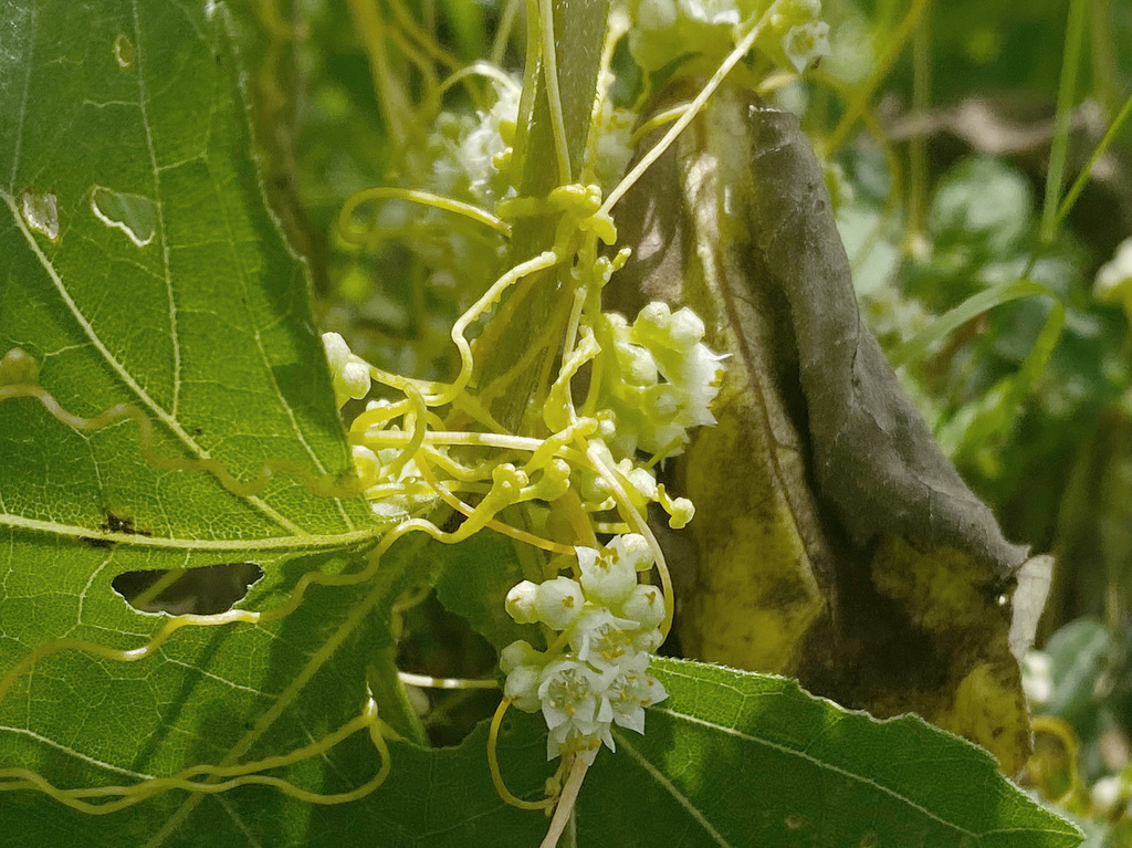 Cuscuta chinensis from 北仑区, 宁波市, 浙江省, CN on January 11, 2024 at 06:55 ...