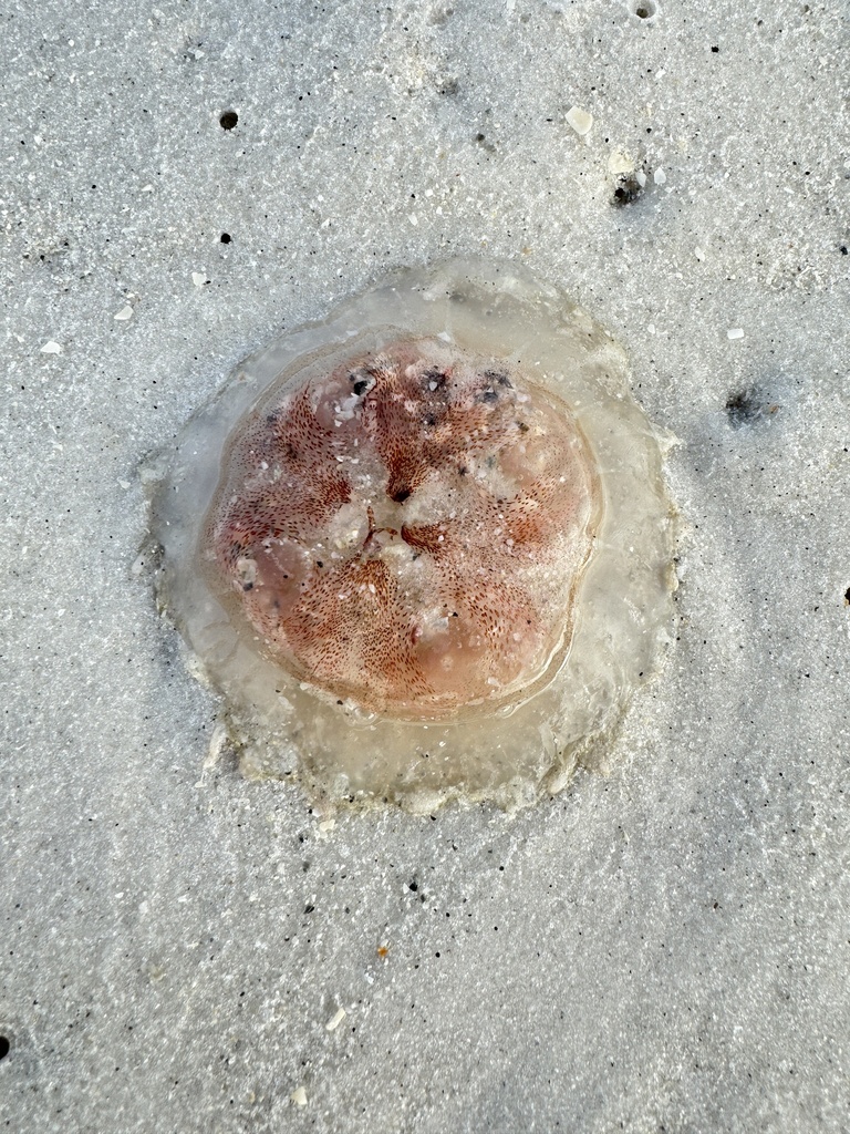 Bay Nettle from Gulf of Mexico, Bradenton Beach, FL, US on January 10 ...