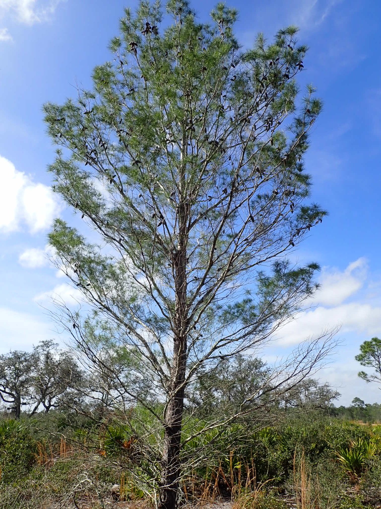 sand pine from Highlands County, US-FL, US on January 10, 2024 at 12:11 ...