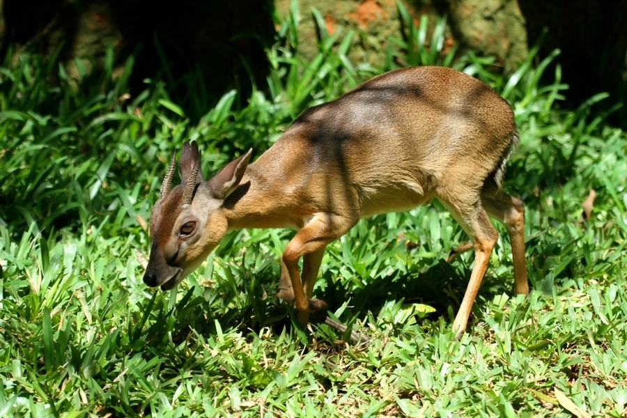Coastal Suni from Magharibi, Tanzánie on June 5, 2018 at 10:43 AM by ...