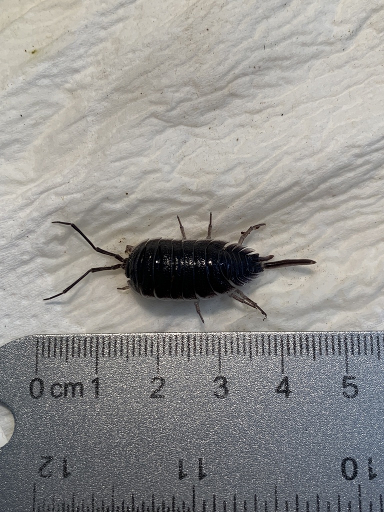 Titan isopod from Royal Gibraltar Regiment Buffadero Training Centre ...