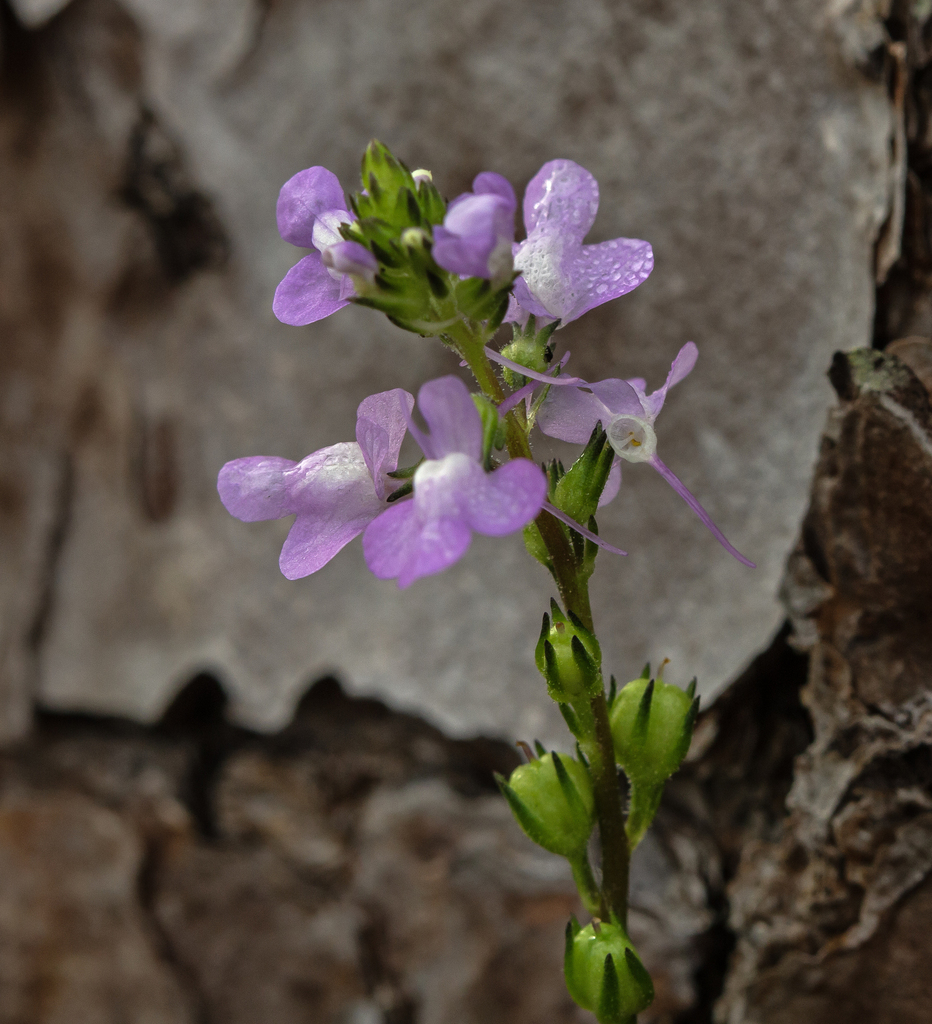 blue toadflax from Royal Palm Beach Pines Natural Area, 40th St N ...