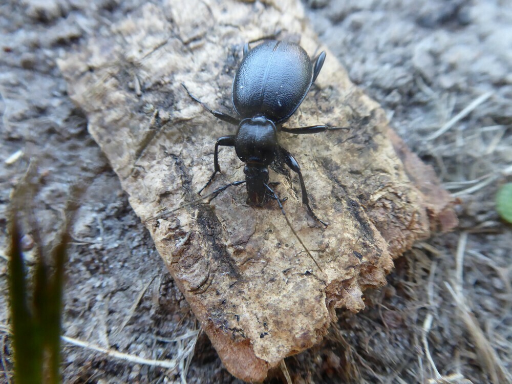 Snail Hunter from 18 Lohme, Deutschland on August 4, 2020 at 02:48 PM ...