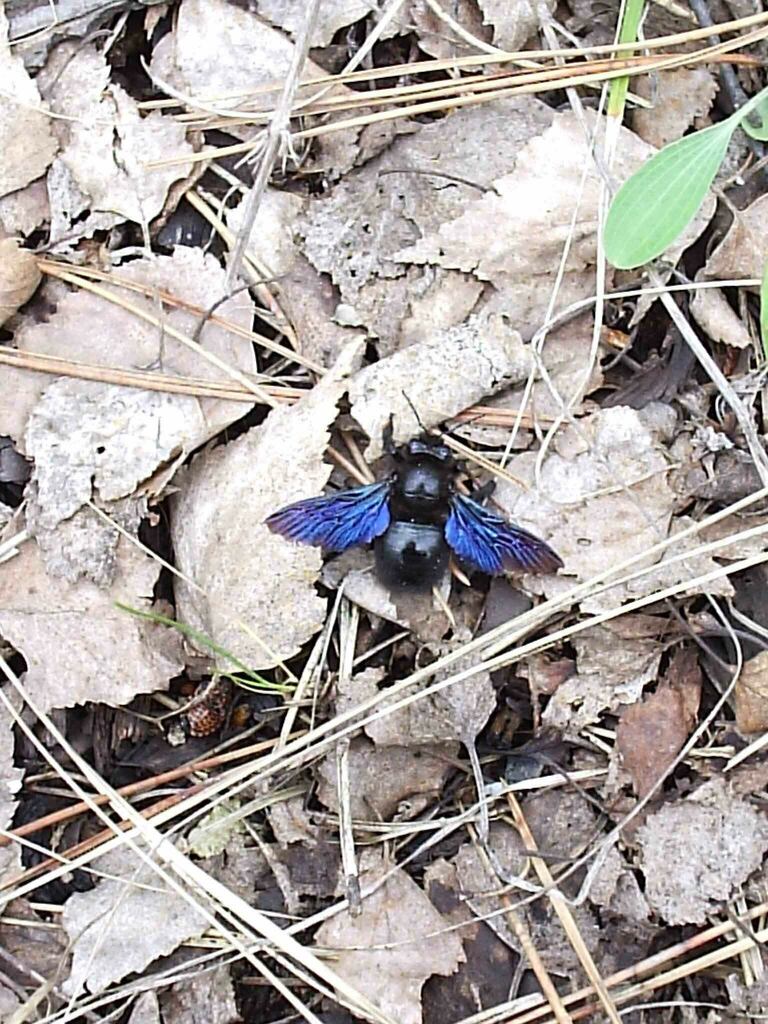 Large Carpenter Bees from Валуйский р-н, Белгородская обл., Россия on ...
