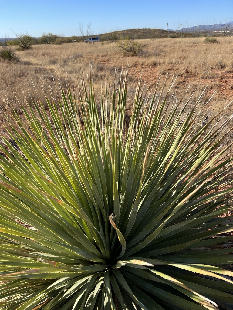 Wheeler sotol from Benson, AZ, US on November 20, 2023 at 03:31 PM by ...