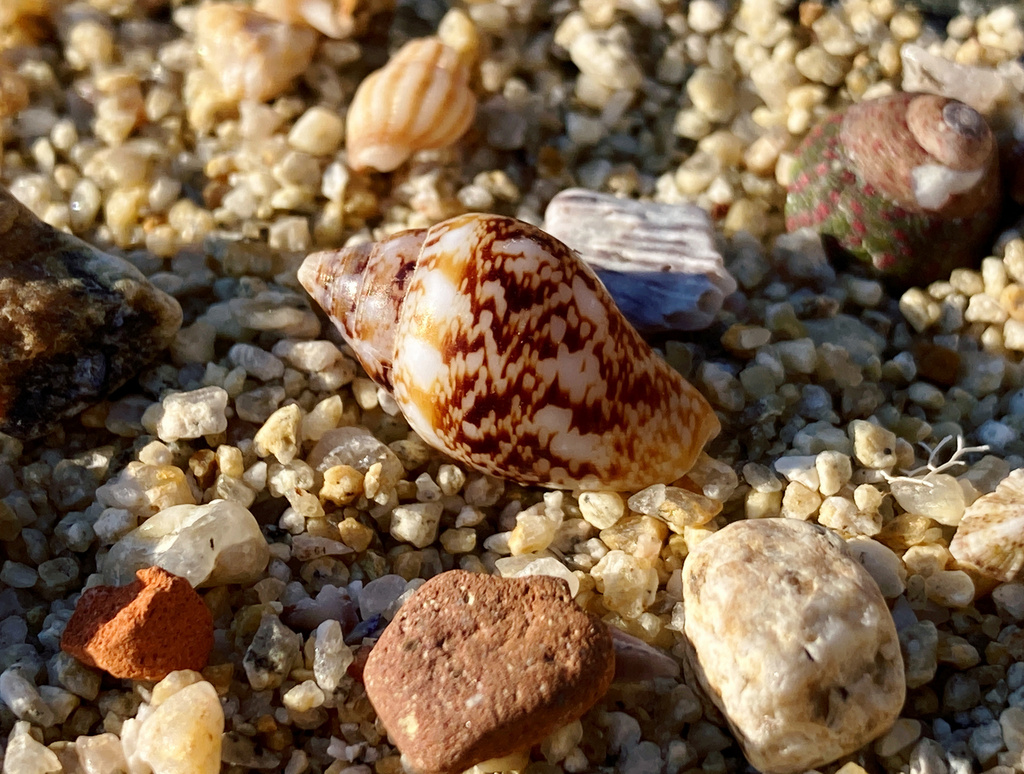 Rustic Dove-shell from Kavala, Eastern Macedonia and Thrace, GR on ...