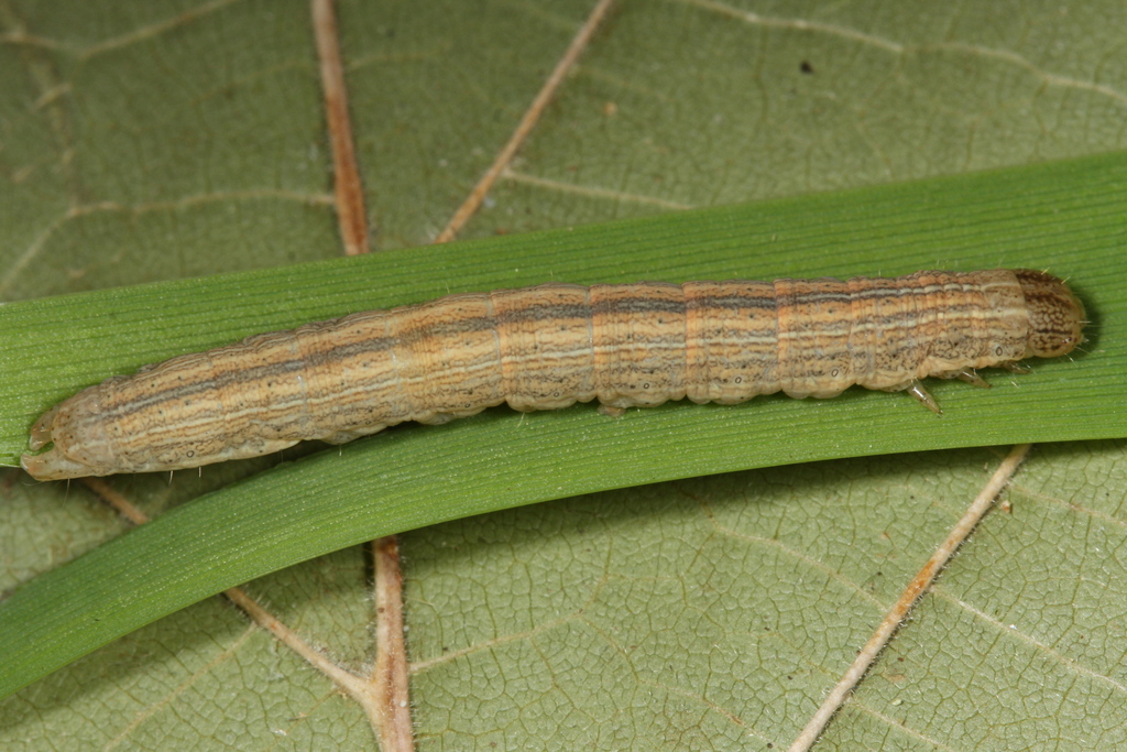 Southern Wainscot from 93495 Weiding, Deutschland on April 12, 2018 at ...