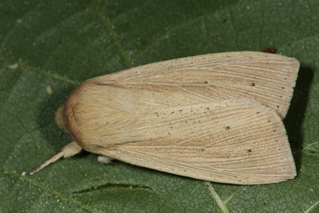 Southern Wainscot from 93495 Weiding, Deutschland on May 21, 2018 at 09 ...