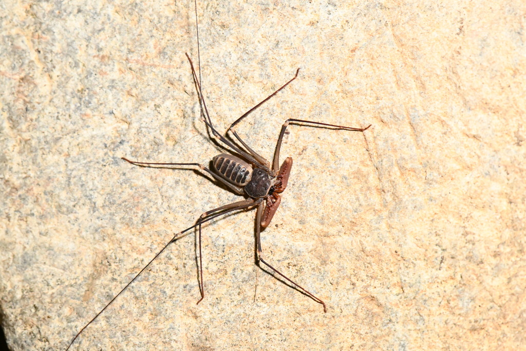 Acanthophrynus coronatus from Manzanillo, État de Colima, Mexique on ...