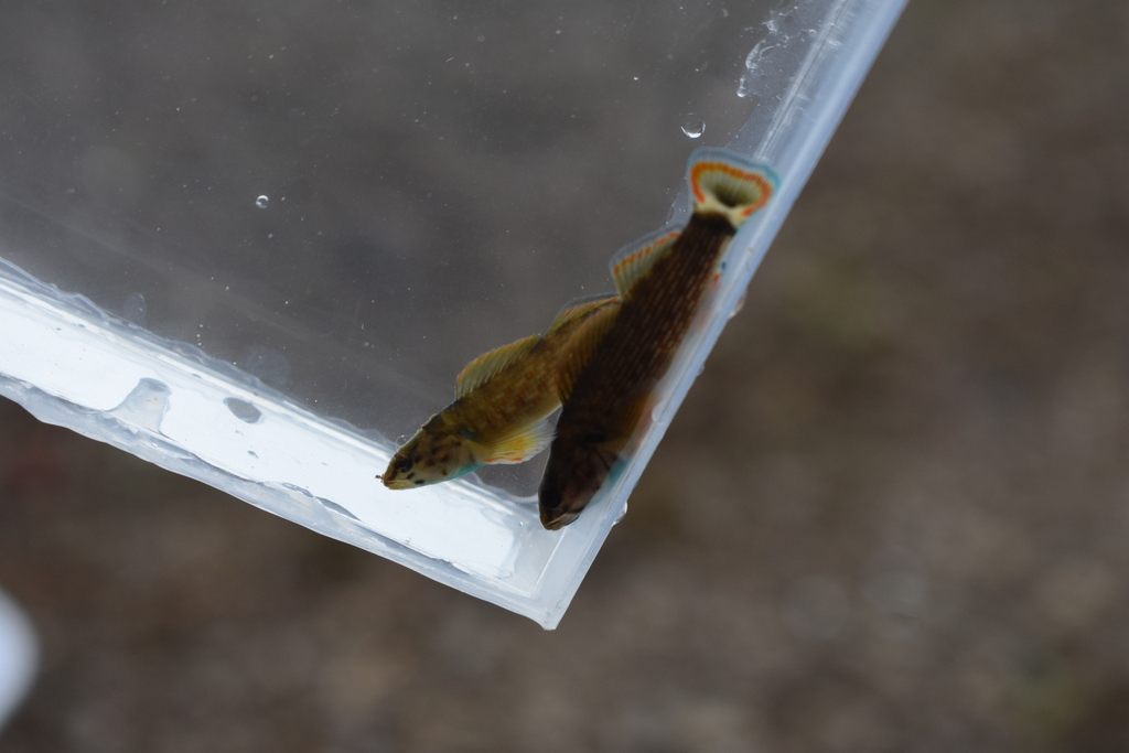 Redline Darter in January 2024 by Jared Gorrell · iNaturalist