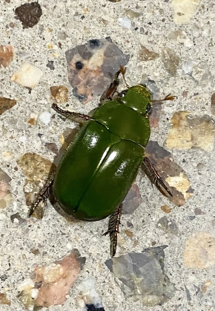 Scarabs from Kennedy Highway, Upper Barron, QLD, AU on January 10, 2024 ...