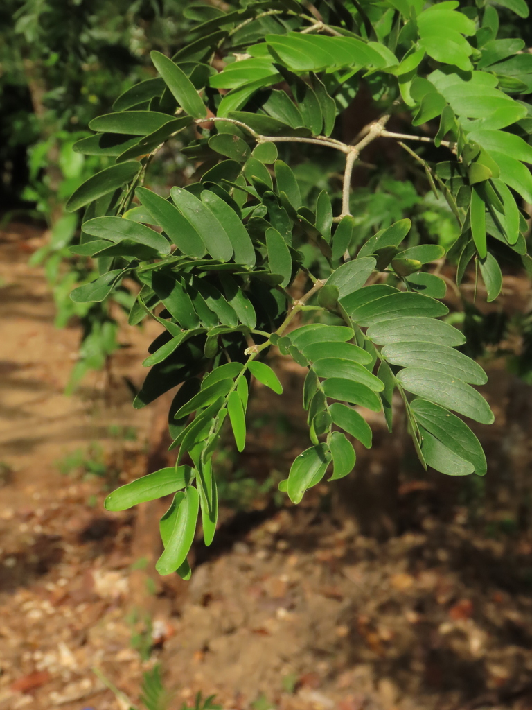 Gonopterodendron arboreum in November 2023 by Mateo Hernandez Schmidt ...