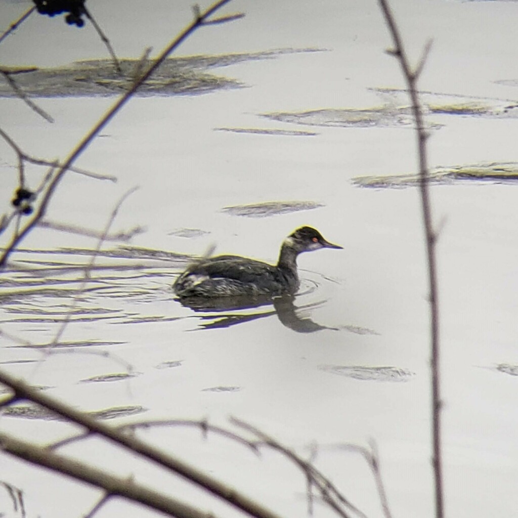 Eared Grebe from Lemont, IL, USA on January 10, 2024 at 11:40 AM by ...