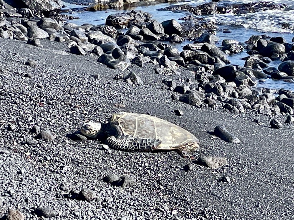 Green Sea Turtle in January 2024 by Nicholas Pollock · iNaturalist
