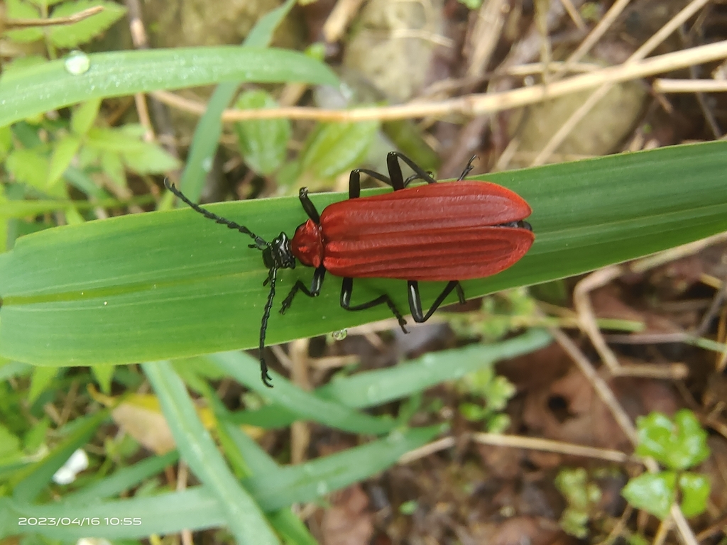 Eupyrochroa from Yichun, CN-JX, CN on April 16, 2023 at 10:55 AM by ...