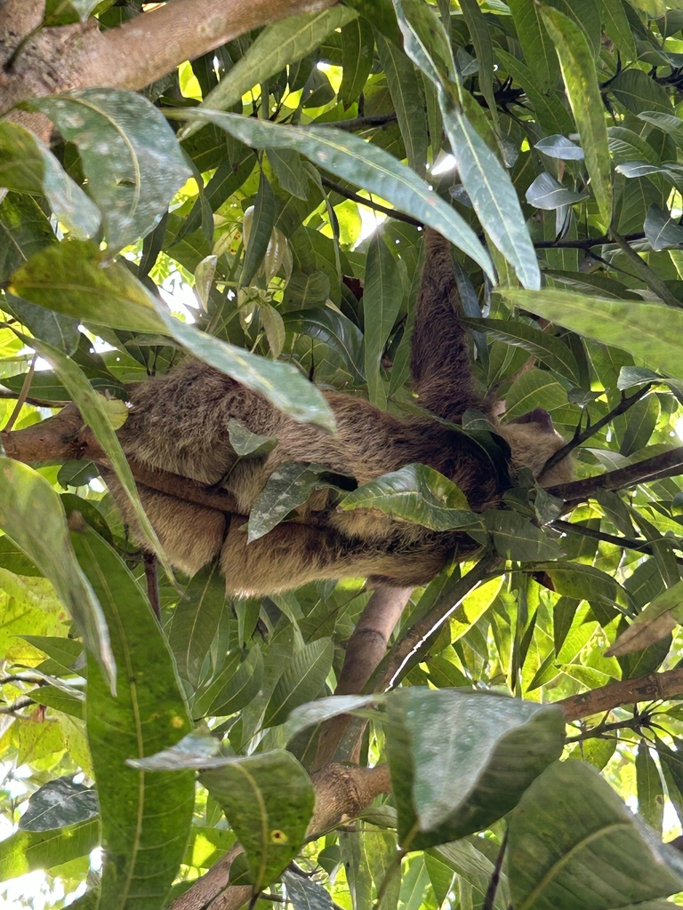 Hoffmann's Two-toed Sloth from San Carlos, Alajuela, CR on January 10 ...