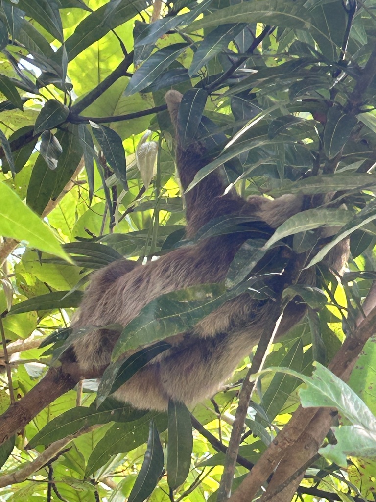Brown-throated Three-toed Sloth from San Carlos, Alajuela, CR on ...