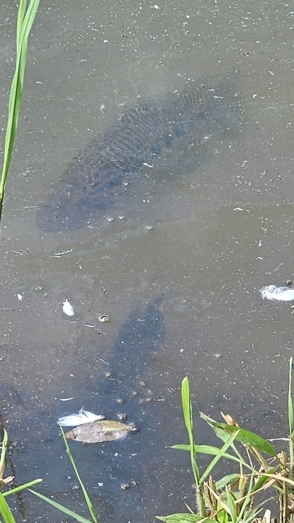 Jaguar Guapote from La Libertad, Nicaragua on January 10, 2024 at 05:55 ...