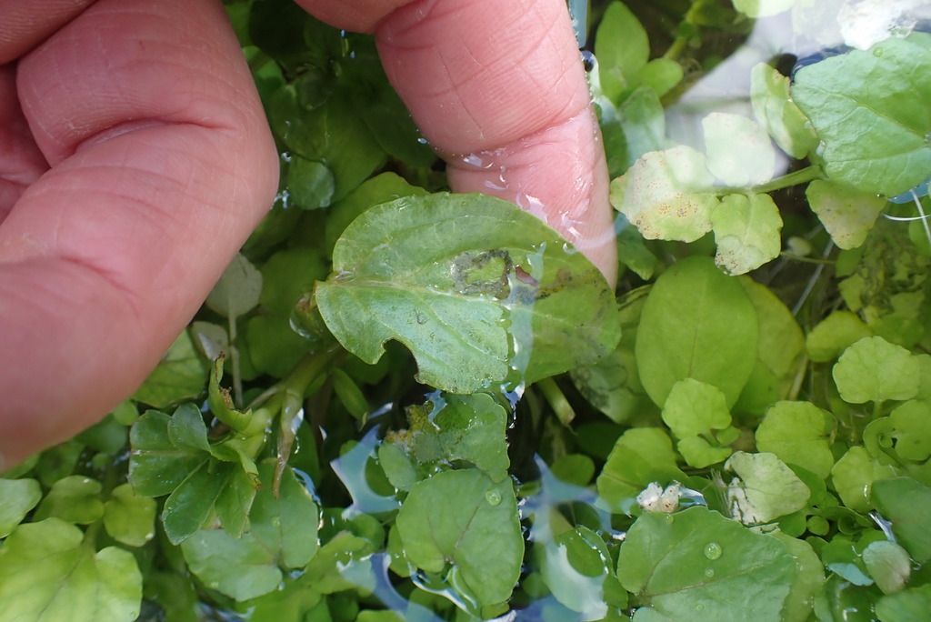 Metriocnemus erythranthei in December 2023 by Caleb Wardlaw. ??? maybe ...