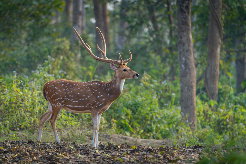 Indian Spotted Deer from Meghauli, 44200, Nepal on January 7, 2024 at ...