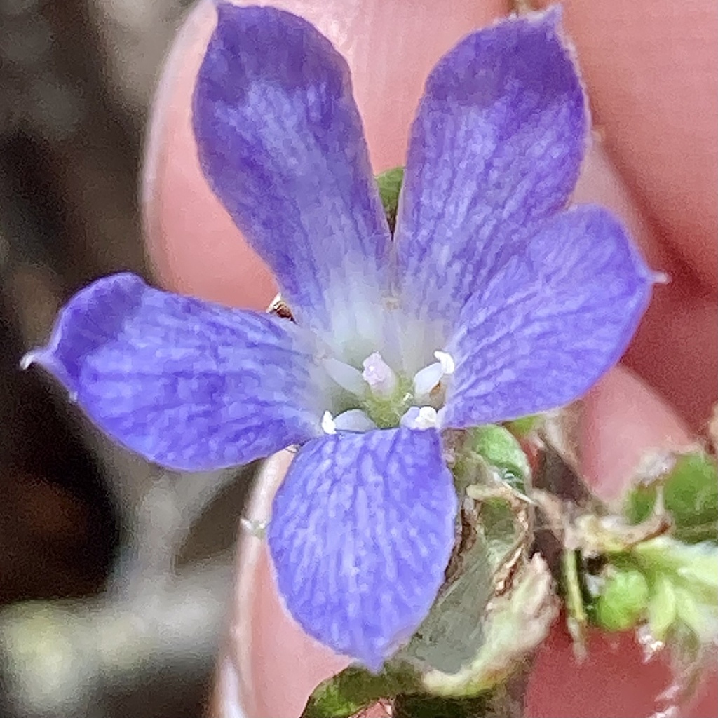 dicots from Bibbulmun Tk, Ocean Beach, WA, AU on January 10, 2024 at 10 ...